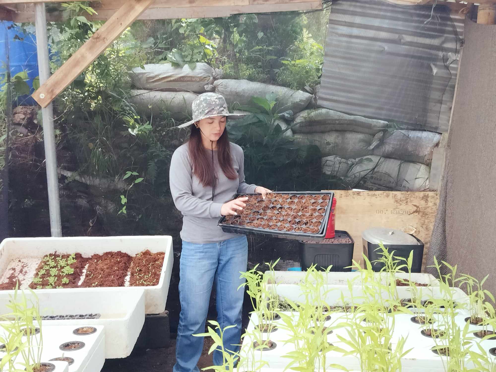 SLU Conducts Hands-On Training on Hydroponics to Establish Urban Gardening – Saint Louis ...